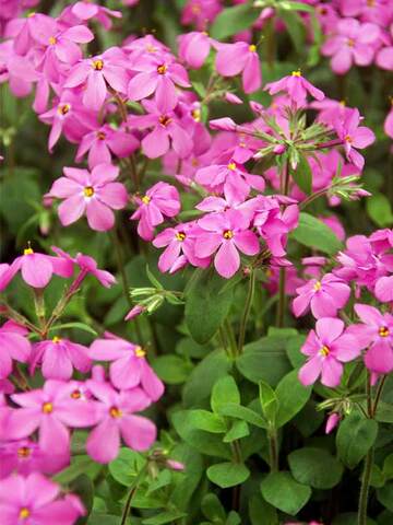 Phlox Home Fires | Bluestone Perennials