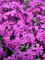 Phlox Spring Hot Pink -- Bluestone Perennials