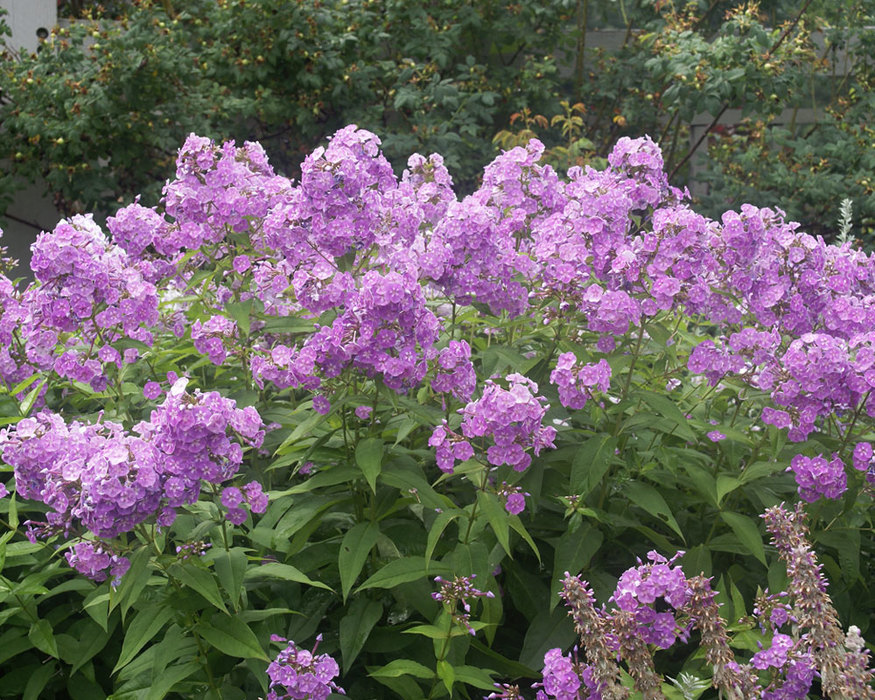 Phlox Katherine | Bluestone Perennials