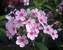 PHLOX PAN. EARLY LIGHT PINK* -- Bluestone Perennials