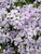 Product Viewer - PHLOX SPRING BLUE*