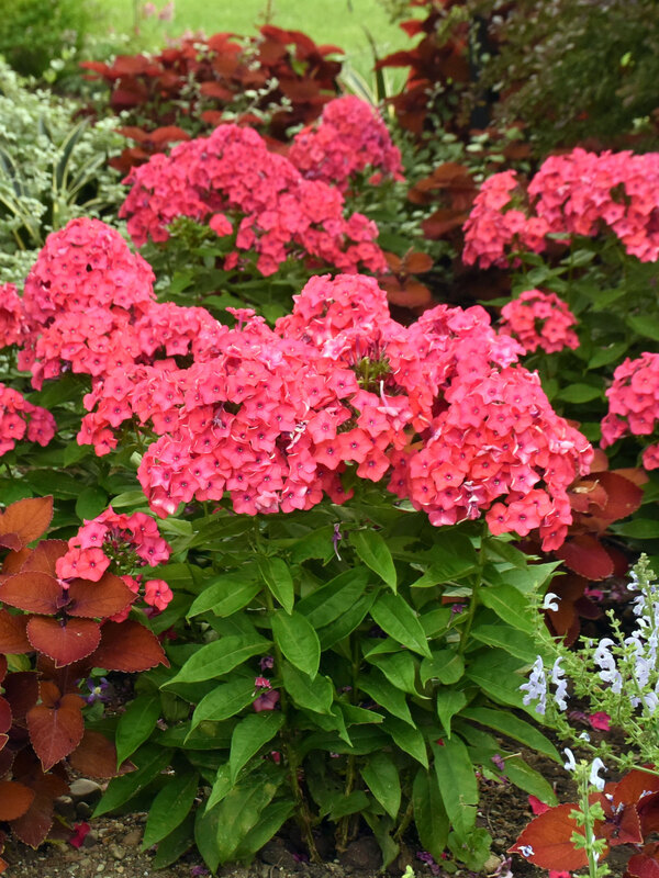 Phlox Sunset Coral | Bluestone Perennials