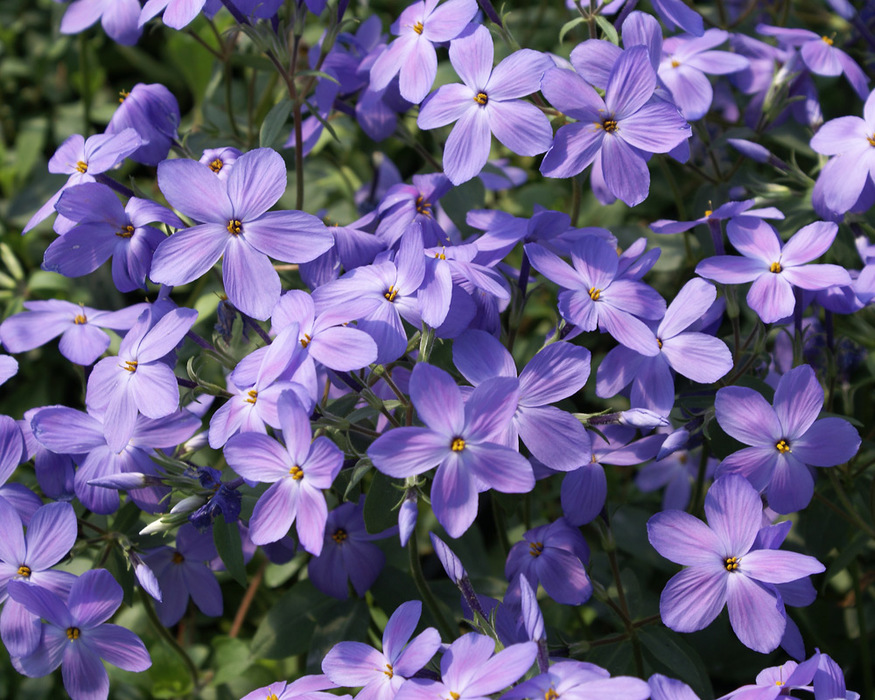 Phlox Sherwood Purple | Bluestone Perennials