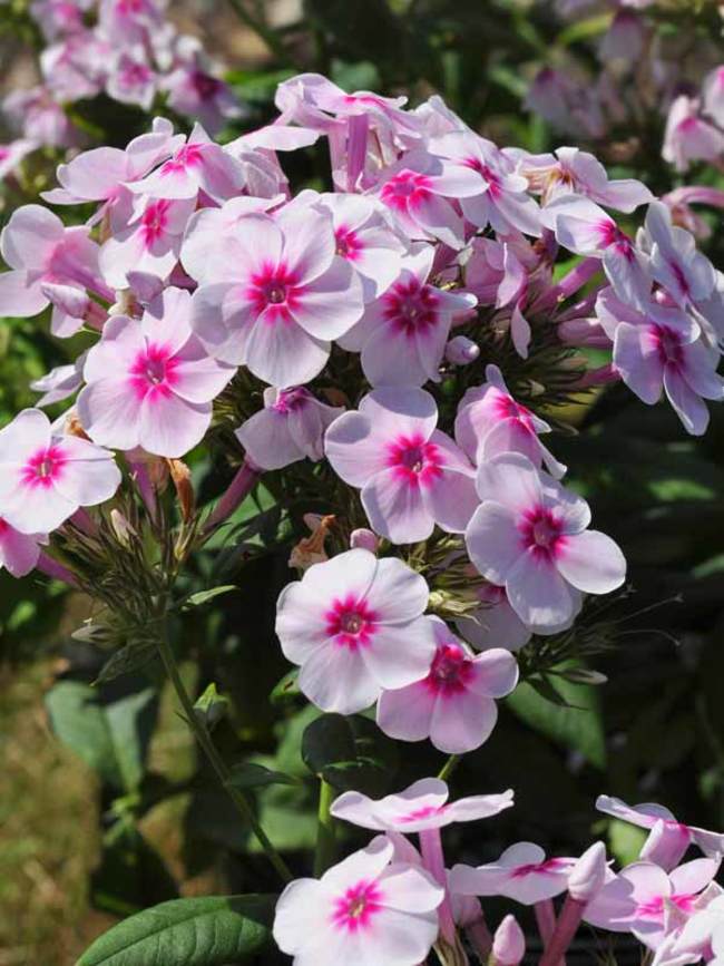 Phlox Swizzle | Bluestone Perennials