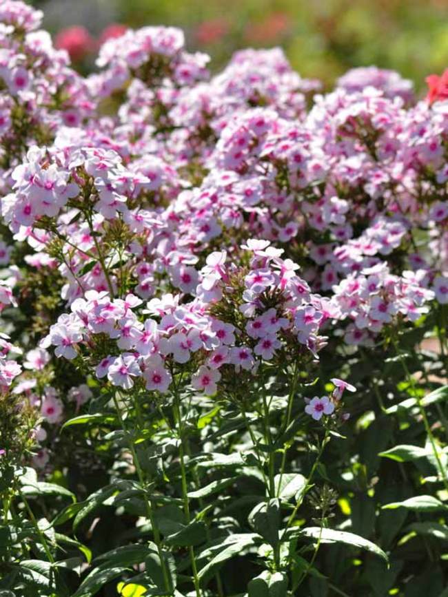 Phlox Swizzle | Bluestone Perennials