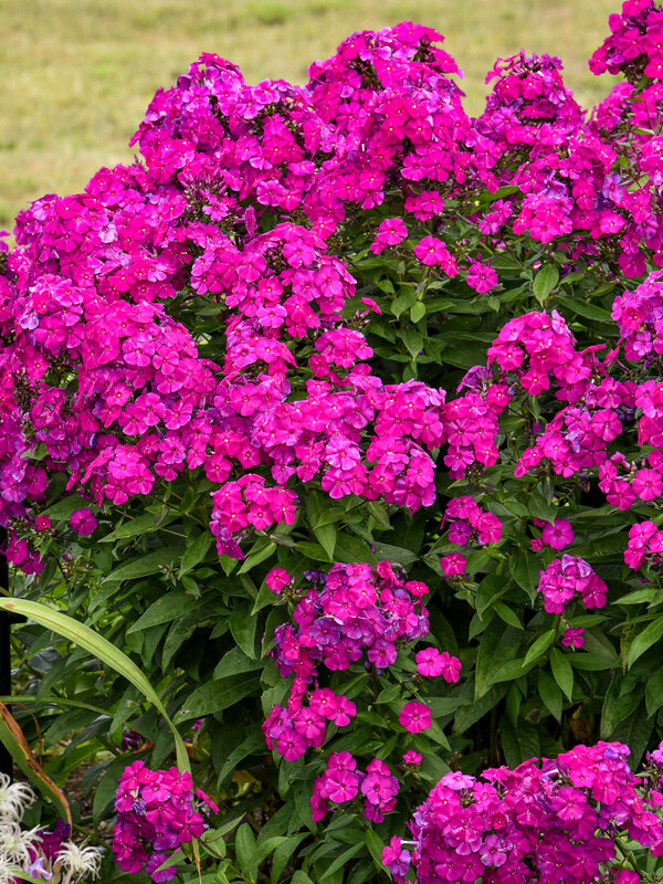 Phlox Ultraviolet | Bluestone Perennials