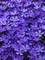 Phlox Violet Pinwheels -- Bluestone Perennials