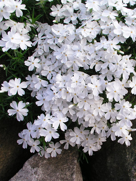 Phlox White -- Bluestone Perennials