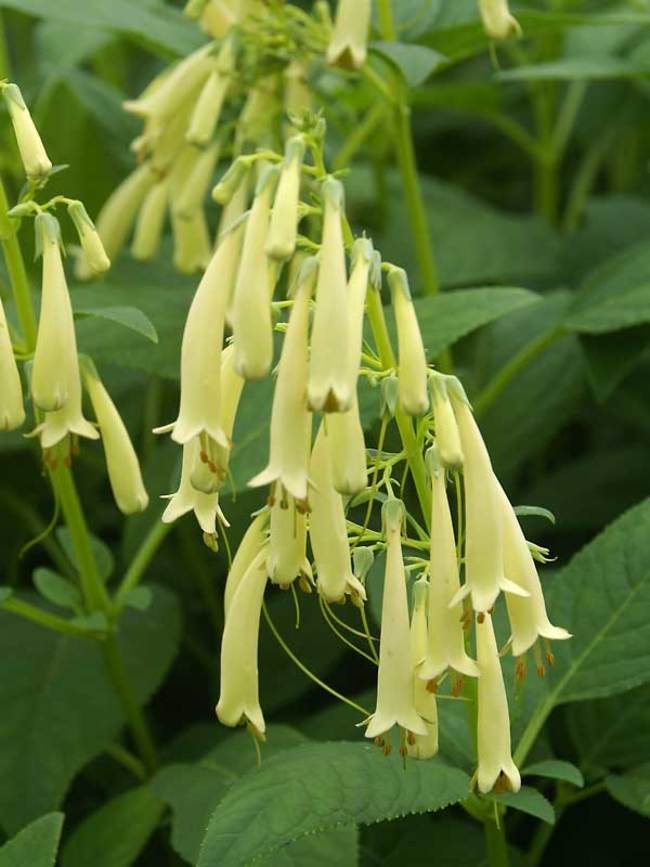 Phygelius Yellow Sovereign | Bluestone Perennials