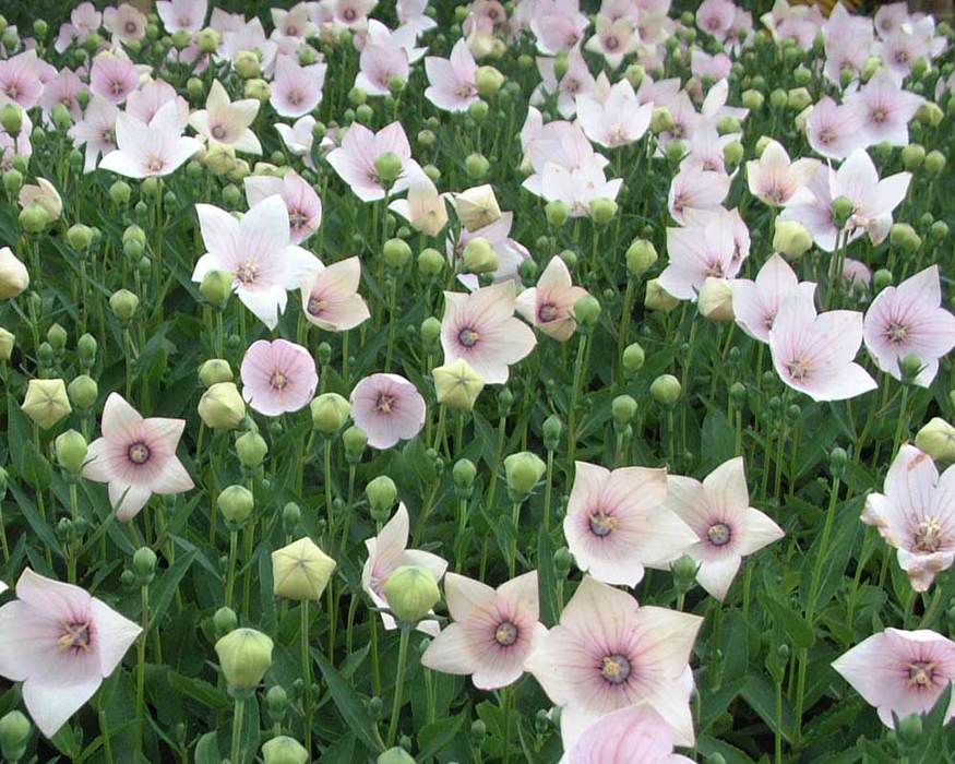 Platycodon Astra Pink | Bluestone Perennials