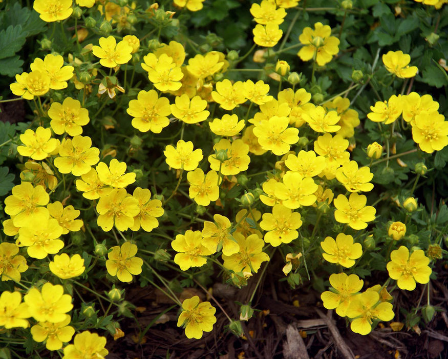 Potentilla Neumanniana | Bluestone Perennials