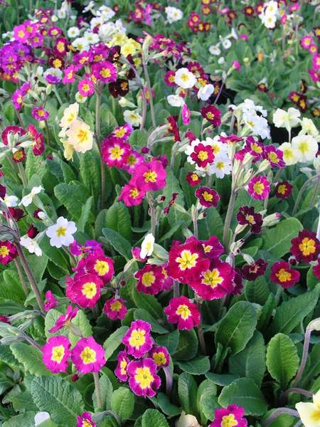 Product Viewer - Polyanthus SuperNova-Mix