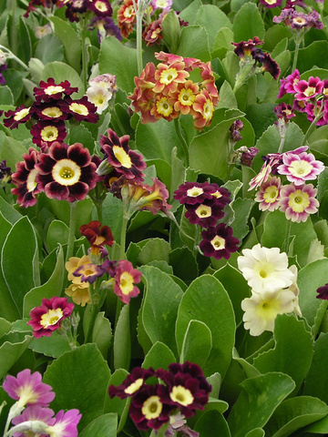 Primula Auricula Mixed | Bluestone Perennials