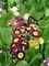 PRIMULA AURICULA MIXED -- Bluestone Perennials