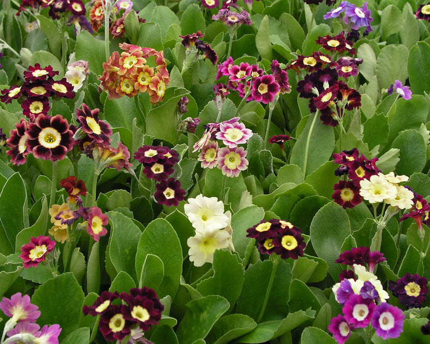 Primula Auricula Mixed | Bluestone Perennials