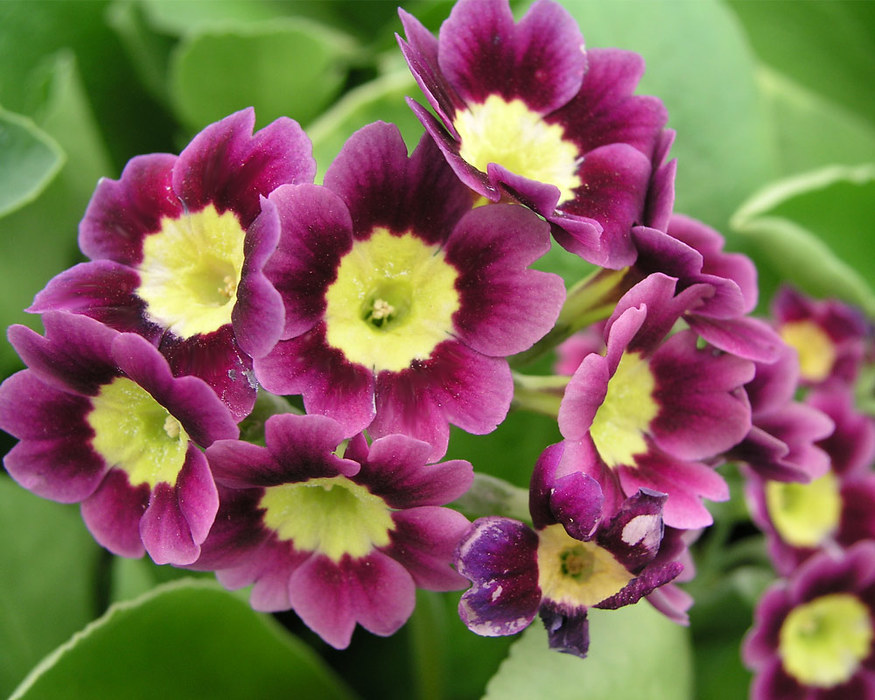 Primula Auricula Mixed | Bluestone Perennials