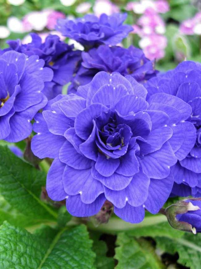 Primula Belarina Amethyst Ice | Bluestone Perennials