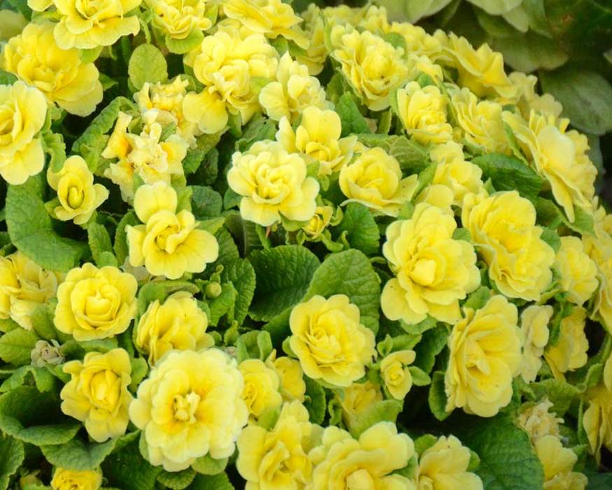 Primula Belarina Buttercup | Bluestone Perennials