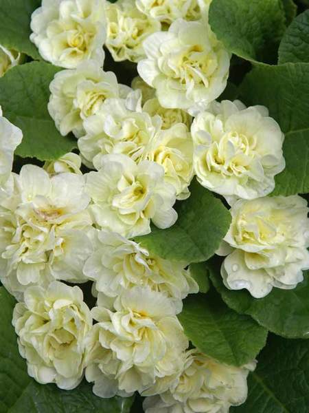 Product Viewer - Primula Belarina Cream