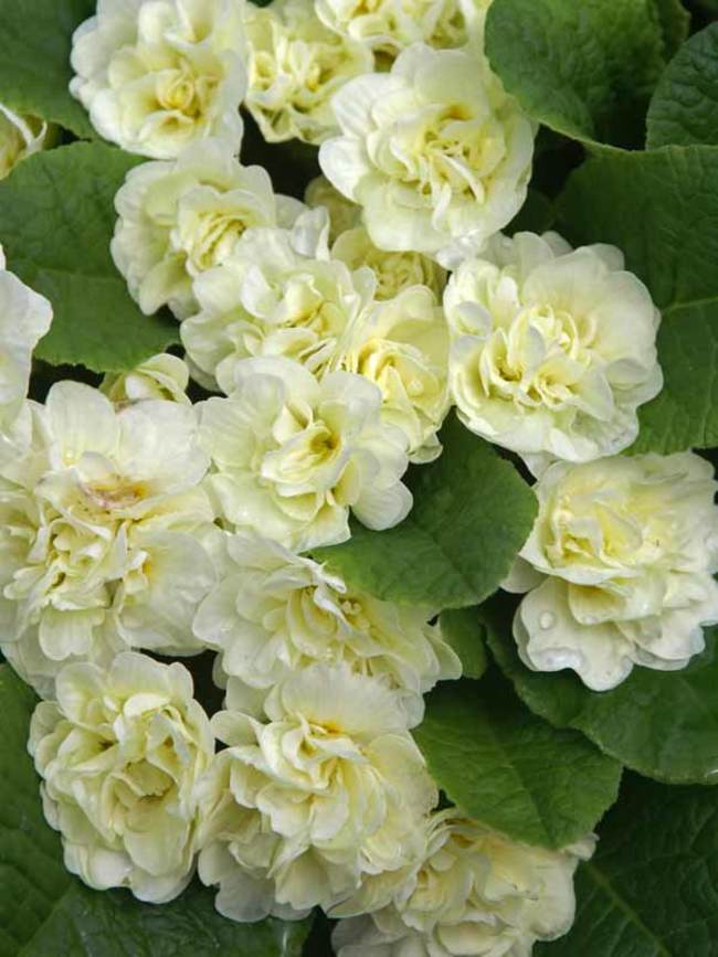 Primula Belarina Cream | Bluestone Perennials