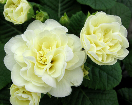 Primula Belarina Cream | Bluestone Perennials