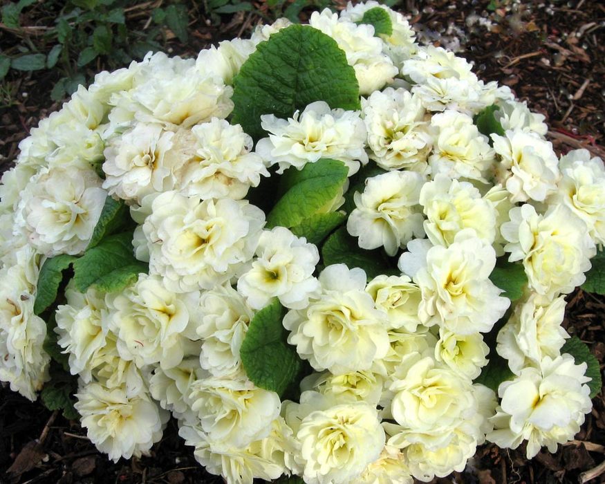 Primula Belarina Cream | Bluestone Perennials