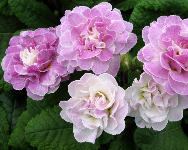 Product Viewer - Primula Belarina Pink Ice
