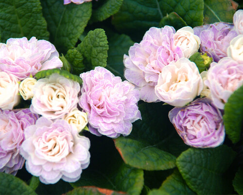 Primula Belarina Pink Ice | Bluestone Perennials