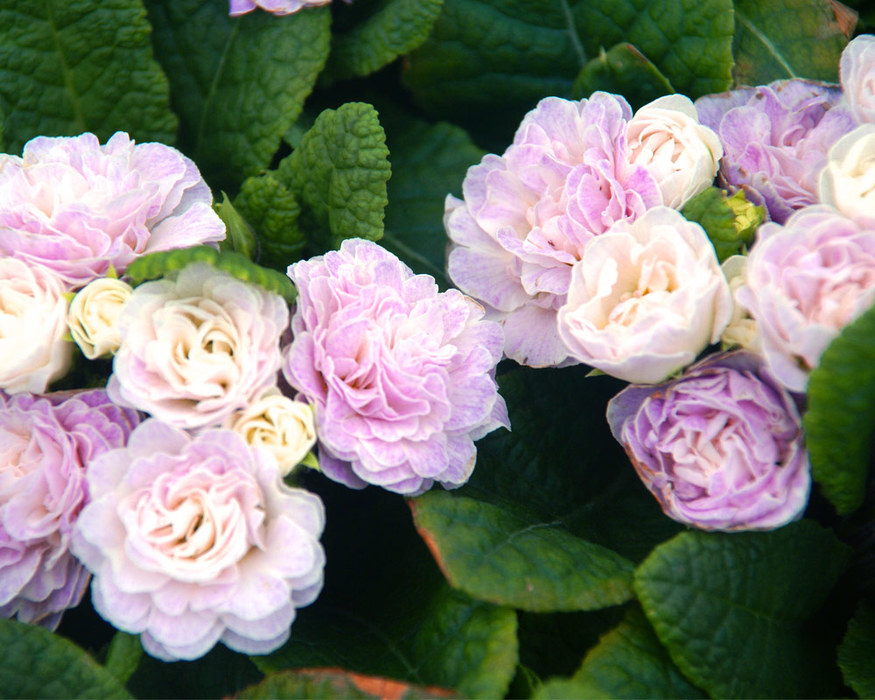 Primula Belarina Pink Ice | Bluestone Perennials