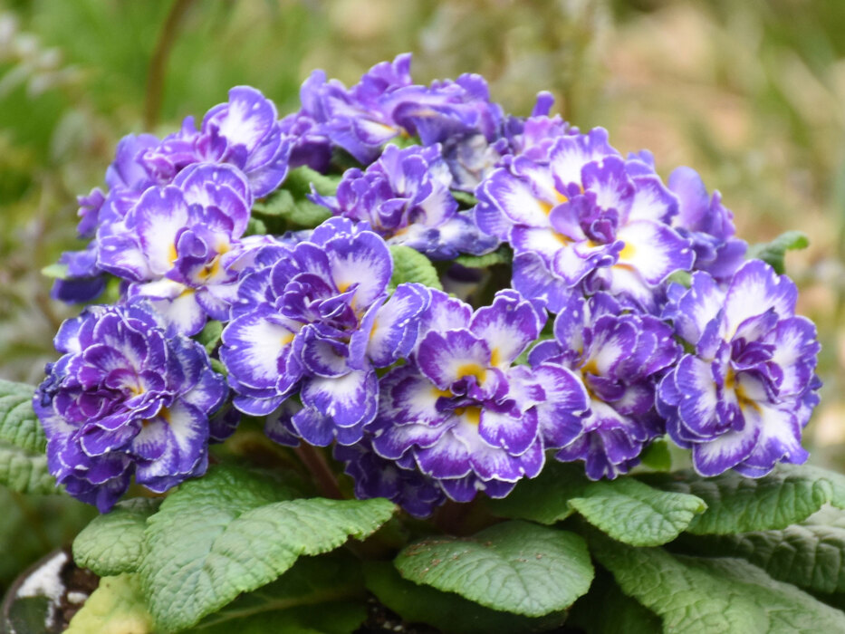 Primula Belarina Blue Ripples | Bluestone Perennials