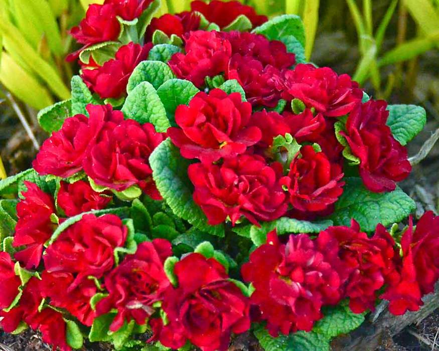 Primula Belarina Valentine | Bluestone Perennials