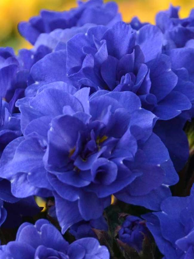 Blue Primrose Flower