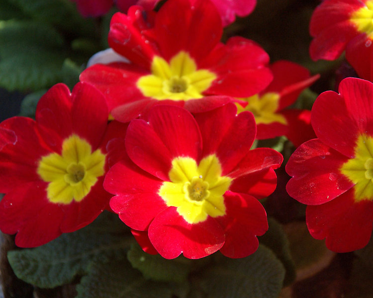 Red Primula