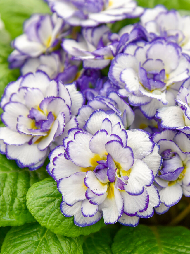 Primula Belarina Rhapsody | Bluestone Perennials