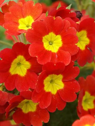 Primula Supernova Fire | Bluestone Perennials