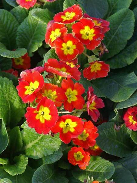 Product Viewer - Primula Supernova Fire