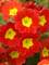 Primula Supernova Fire -- Bluestone Perennials