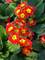 Primula Supernova Fire -- Bluestone Perennials