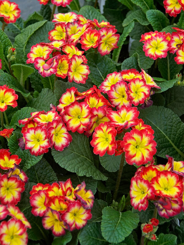 Primula Supernova Fire | Bluestone Perennials