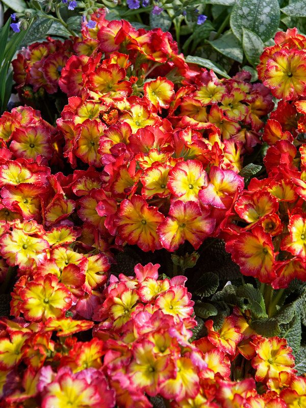 Primula Supernova Fire | Bluestone Perennials