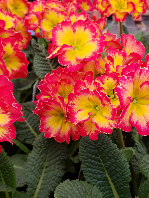 Primula Supernova Fire | Bluestone Perennials