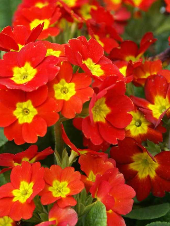 Primula Supernova Fire | Bluestone Perennials