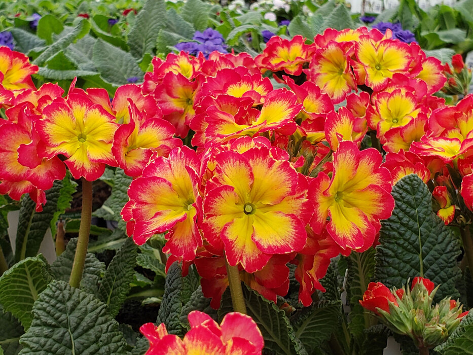 Primula Supernova Fire | Bluestone Perennials