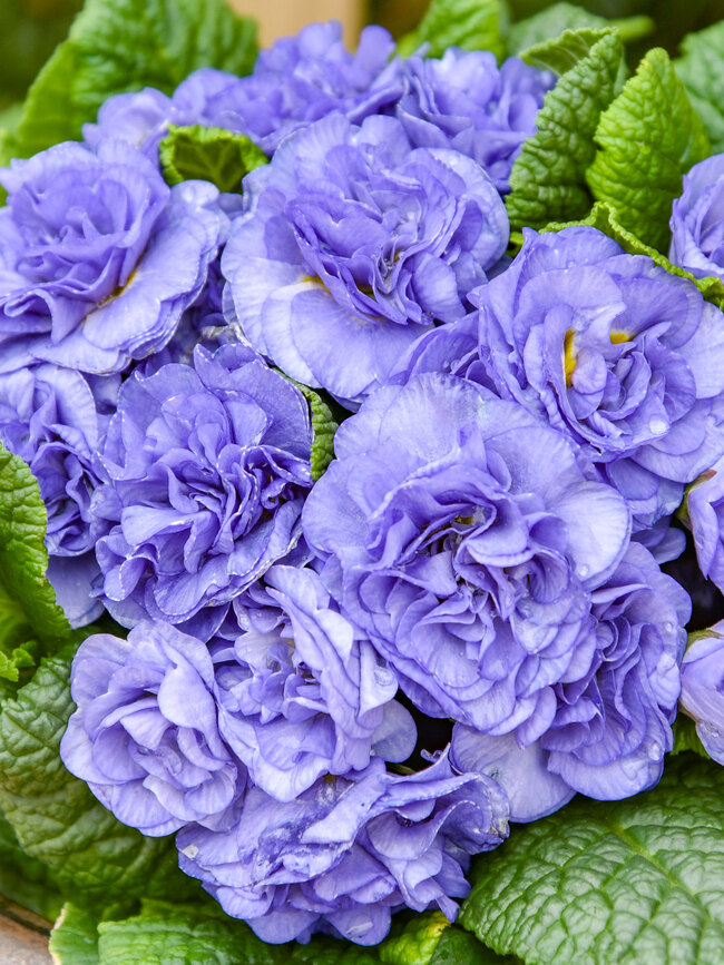 Primula Watercolour Blue | Bluestone Perennials