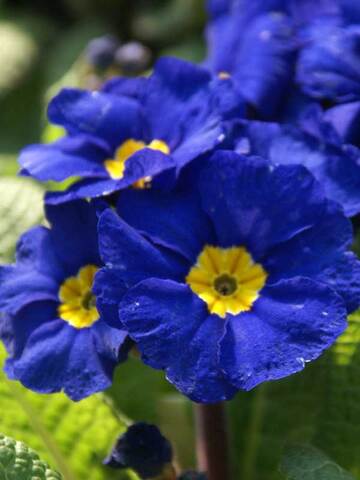 Primula You And Me Blue | Bluestone Perennials