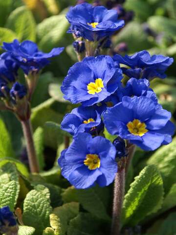 Primula You And Me Blue | Bluestone Perennials