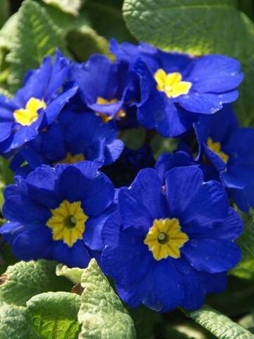 Primula You And Me Blue | Bluestone Perennials