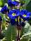 PRIMULA YOU AND ME BLUE -- Bluestone Perennials
