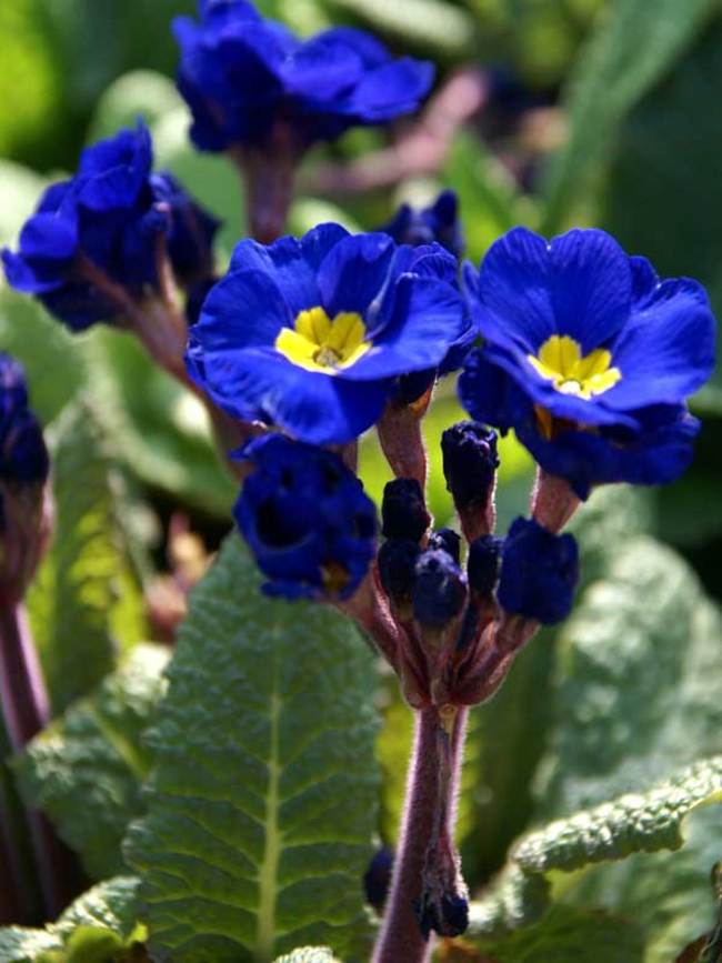Primula You And Me Blue | Bluestone Perennials