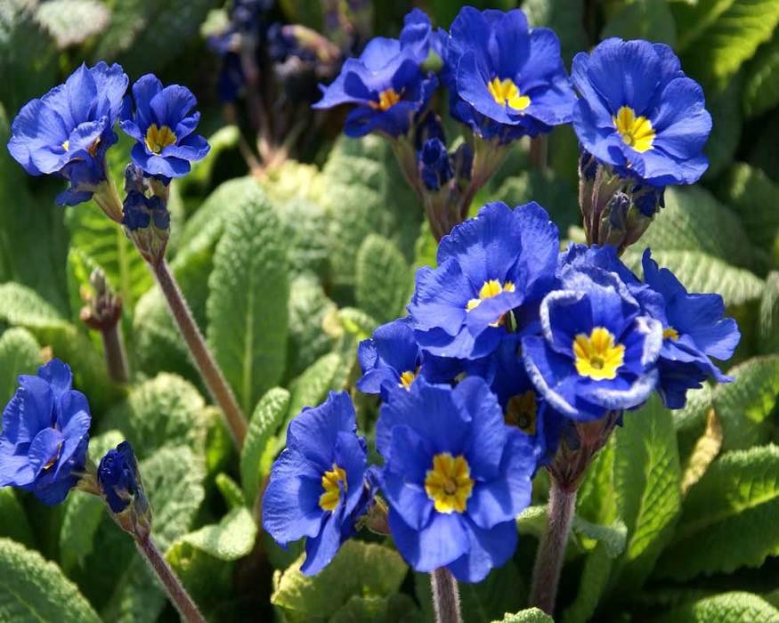 Primula You And Me Blue | Bluestone Perennials